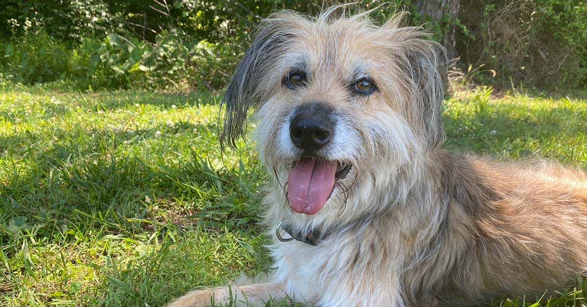 What To Expect Helping Hands Veterinary Surgery & Dentistry Of Virginia ...